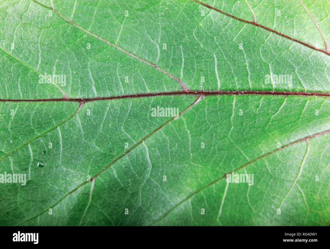 Green Foliage Texture Stock Photo - Alamy