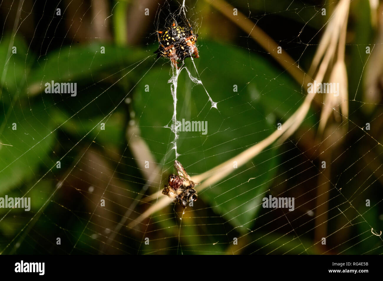 Jewel spider hi-res stock photography and images - Alamy