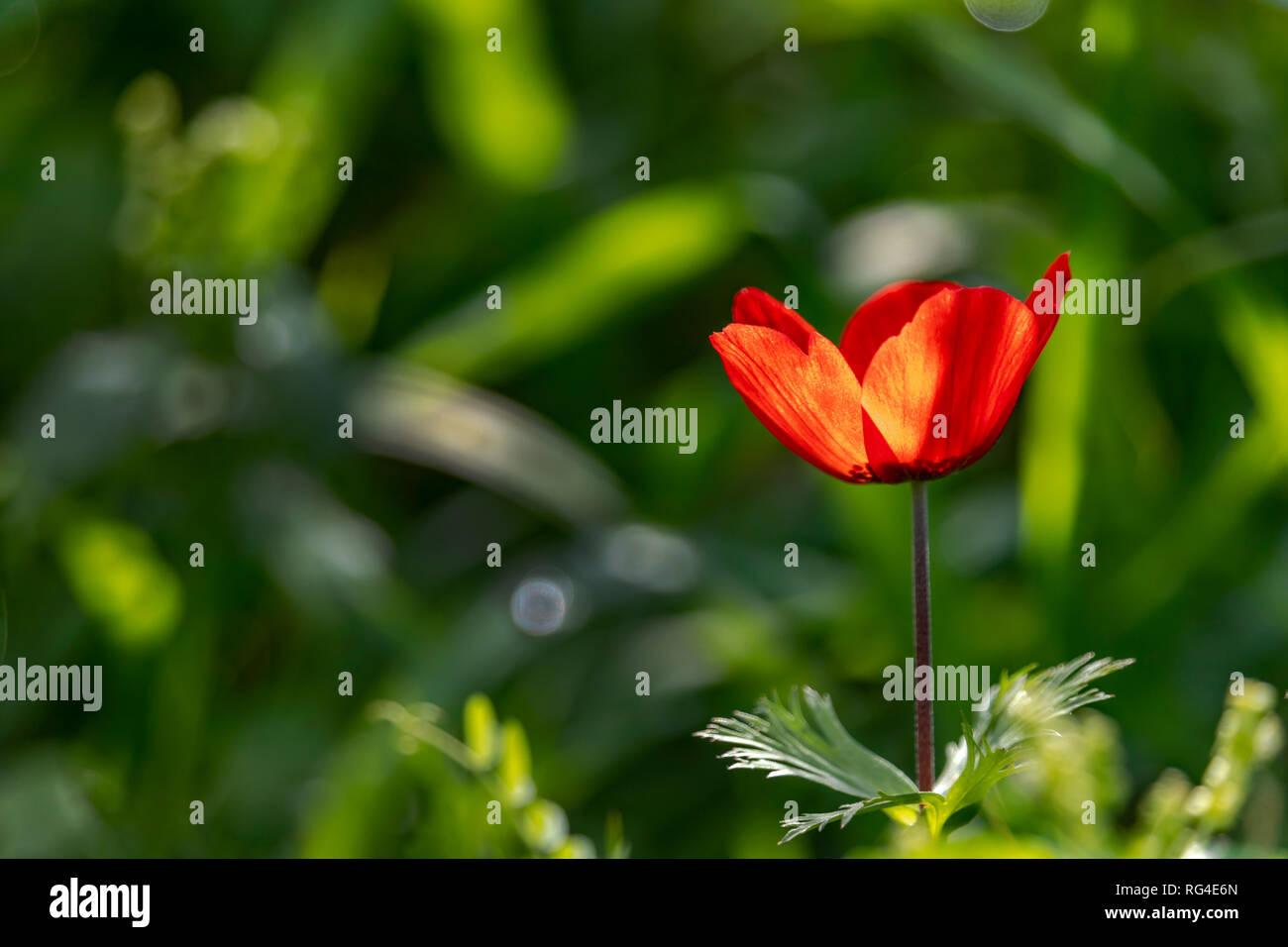 Blooms with backlight hi-res stock photography and images - Alamy