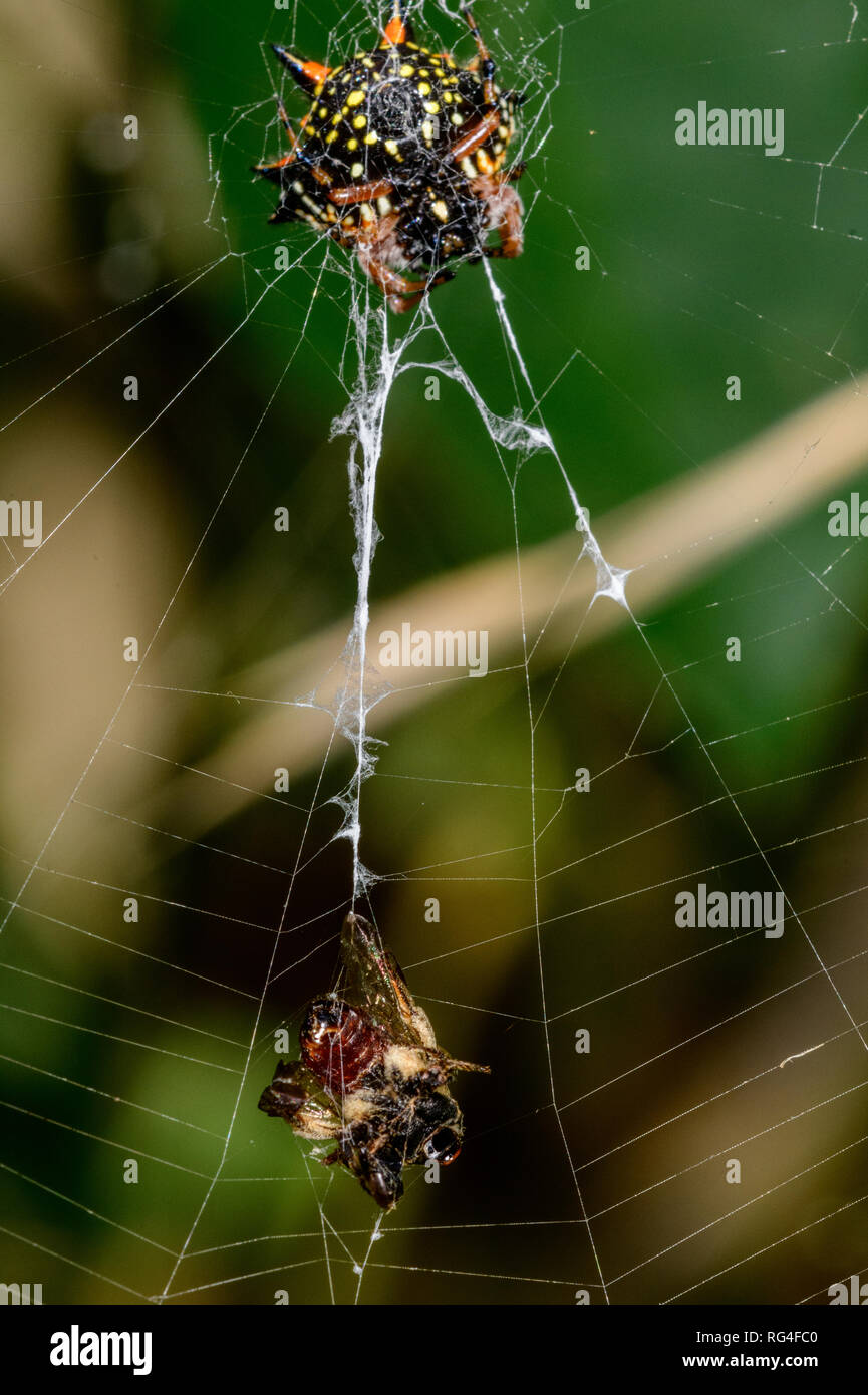 Jewel spider hi-res stock photography and images - Alamy
