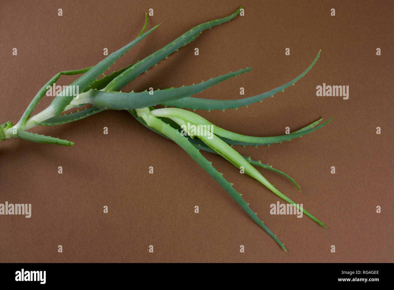 top view aloe vera branch on a brown background Stock Photo - Alamy