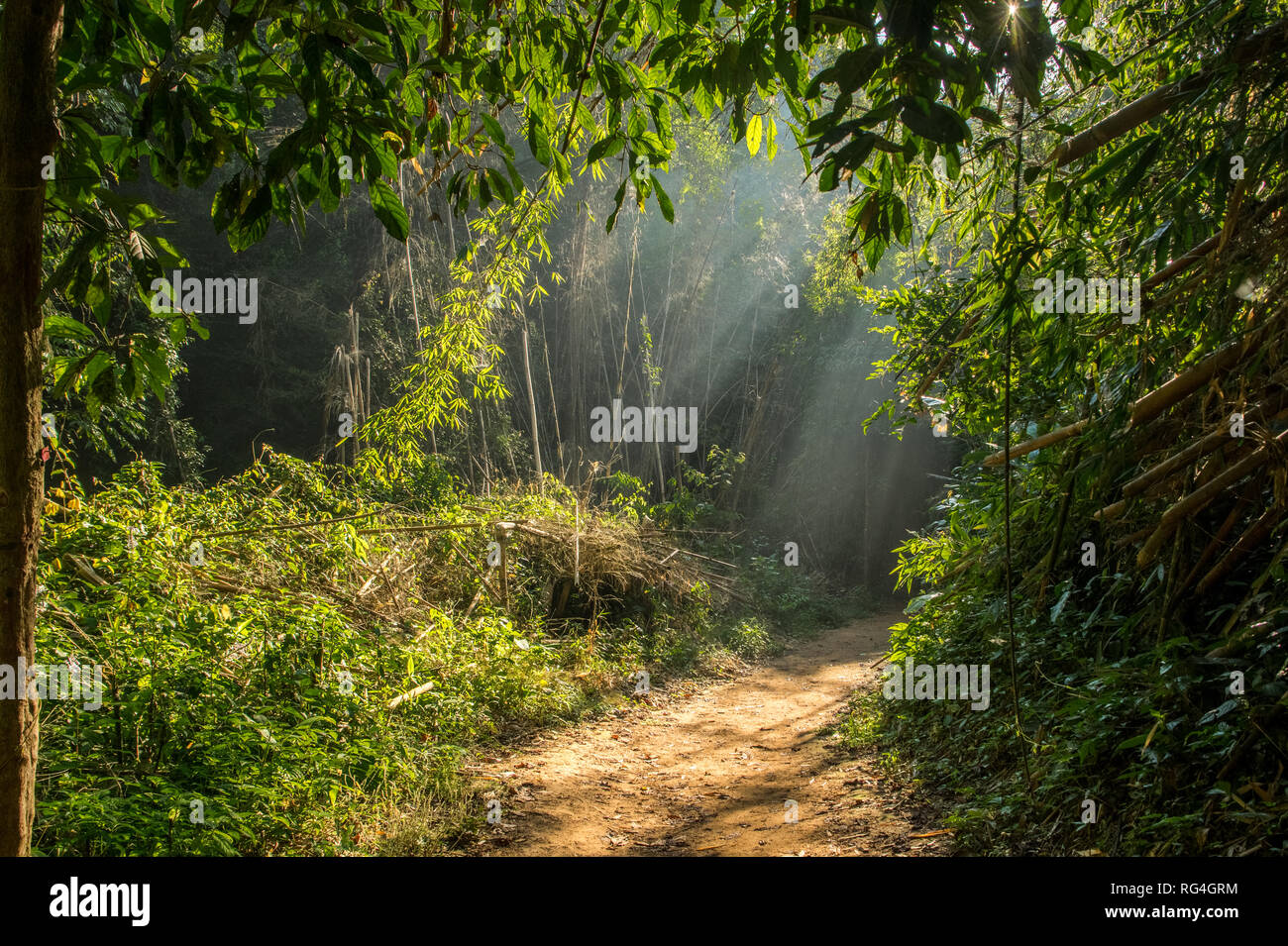 Jungle hike in Thailand, Chiang Rai Stock Photo - Alamy