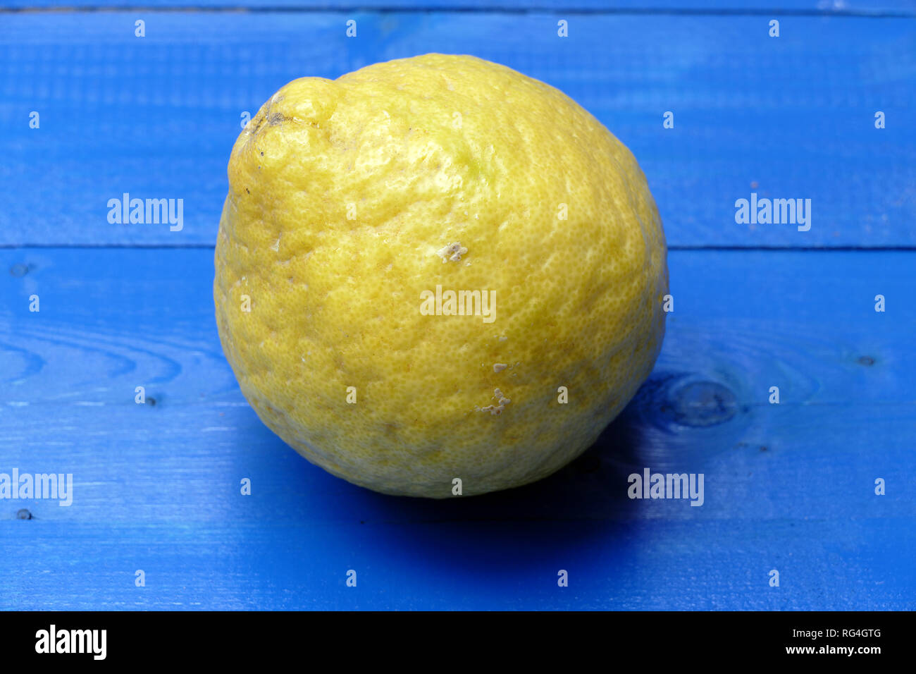Cedrat (citrus medica) in studio Stock Photo - Alamy