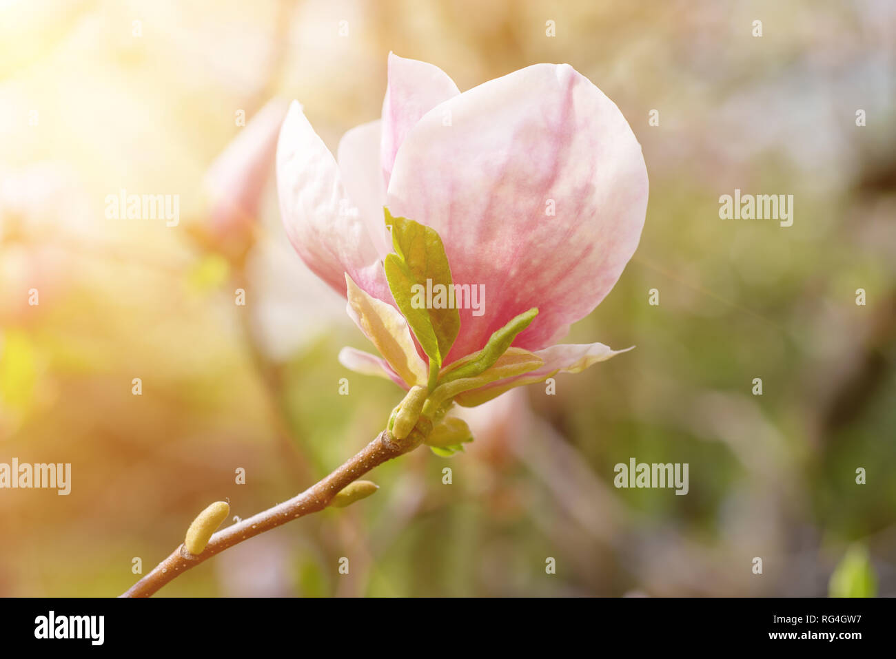 Magnolia spring flowers Stock Photo - Alamy