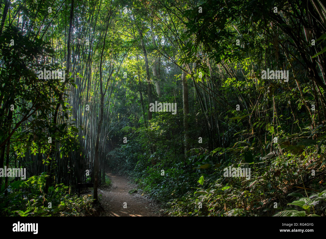 Jungle hike in Thailand, Chiang Rai Stock Photo - Alamy