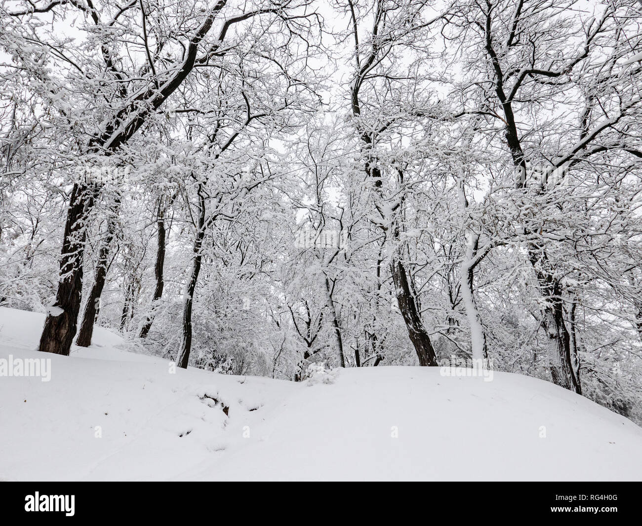 Winter trees with snow Stock Photo - Alamy