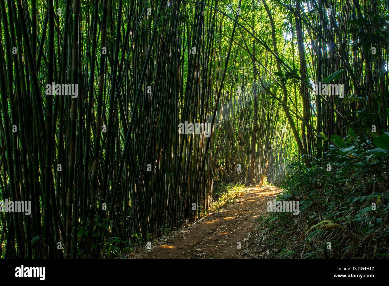 Jungle hike in Thailand, Chiang Rai Stock Photo - Alamy