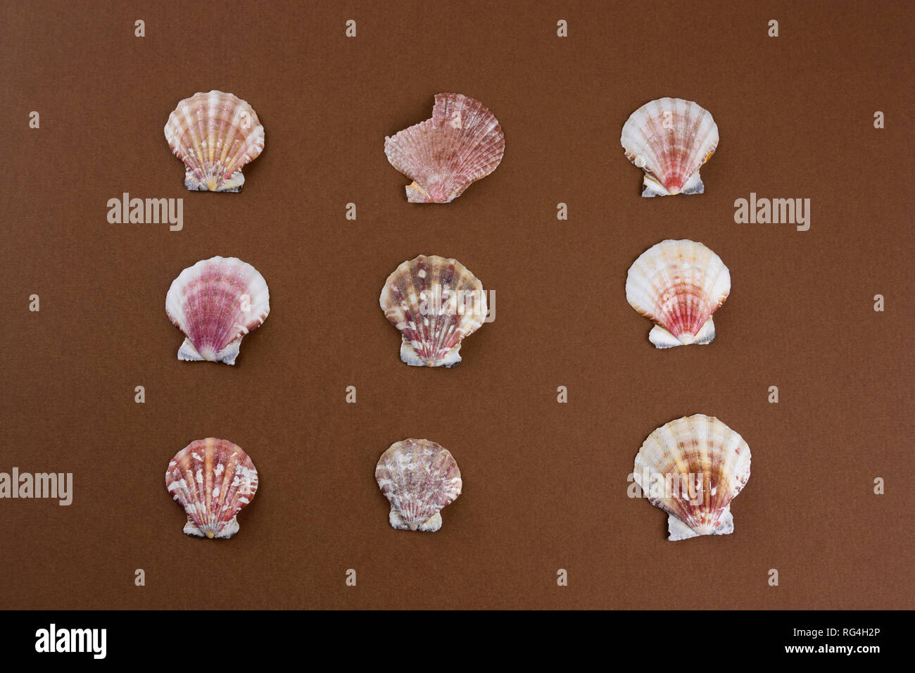 top view flat lay sea shells on a brown background Stock Photo - Alamy