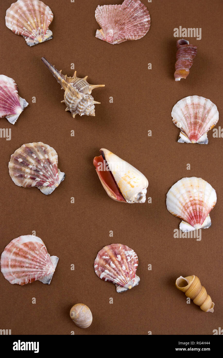 top view flat lay sea shells on a brown background Stock Photo - Alamy