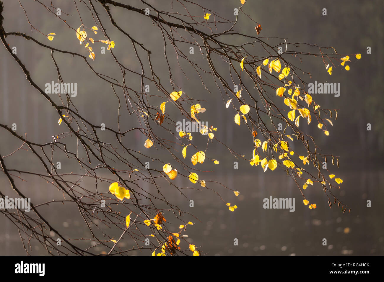 Birch tree branch hi-res stock photography and images - Alamy