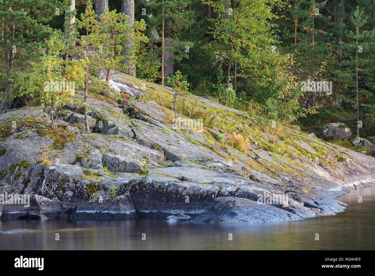 Scandinavia forest hi-res stock photography and images - Alamy