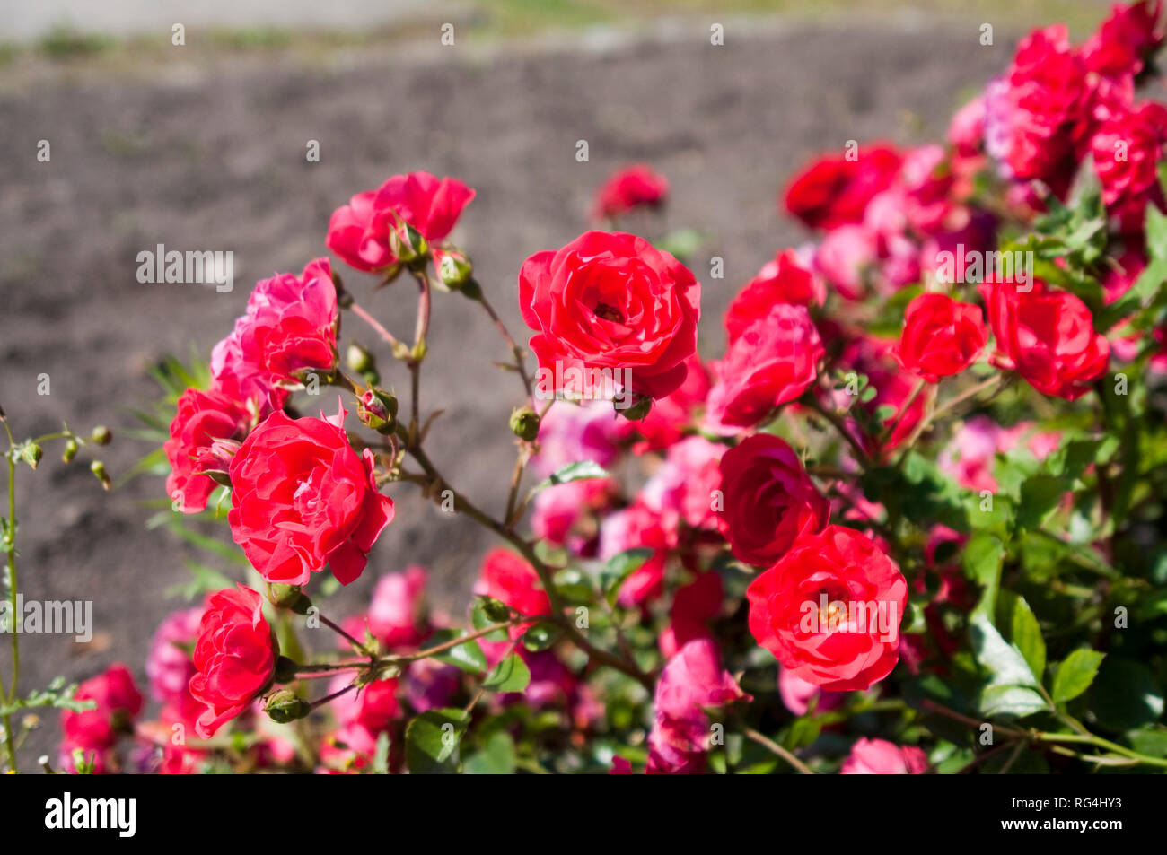 High resolution image. Bush of roses in a garden Stock Photo - Alamy