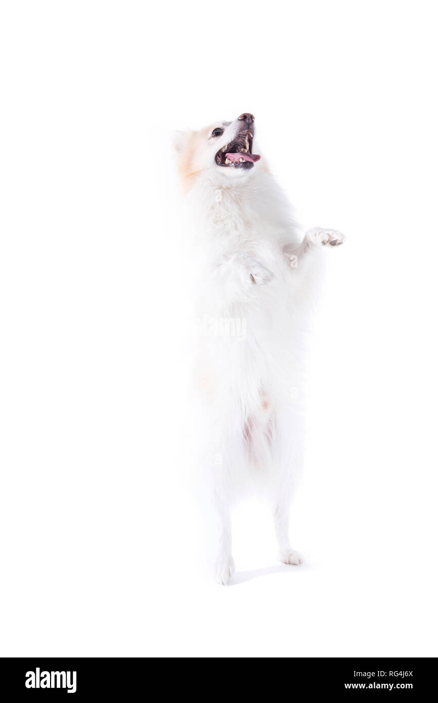 Standing on four paws hi-res stock photography and images - Alamy