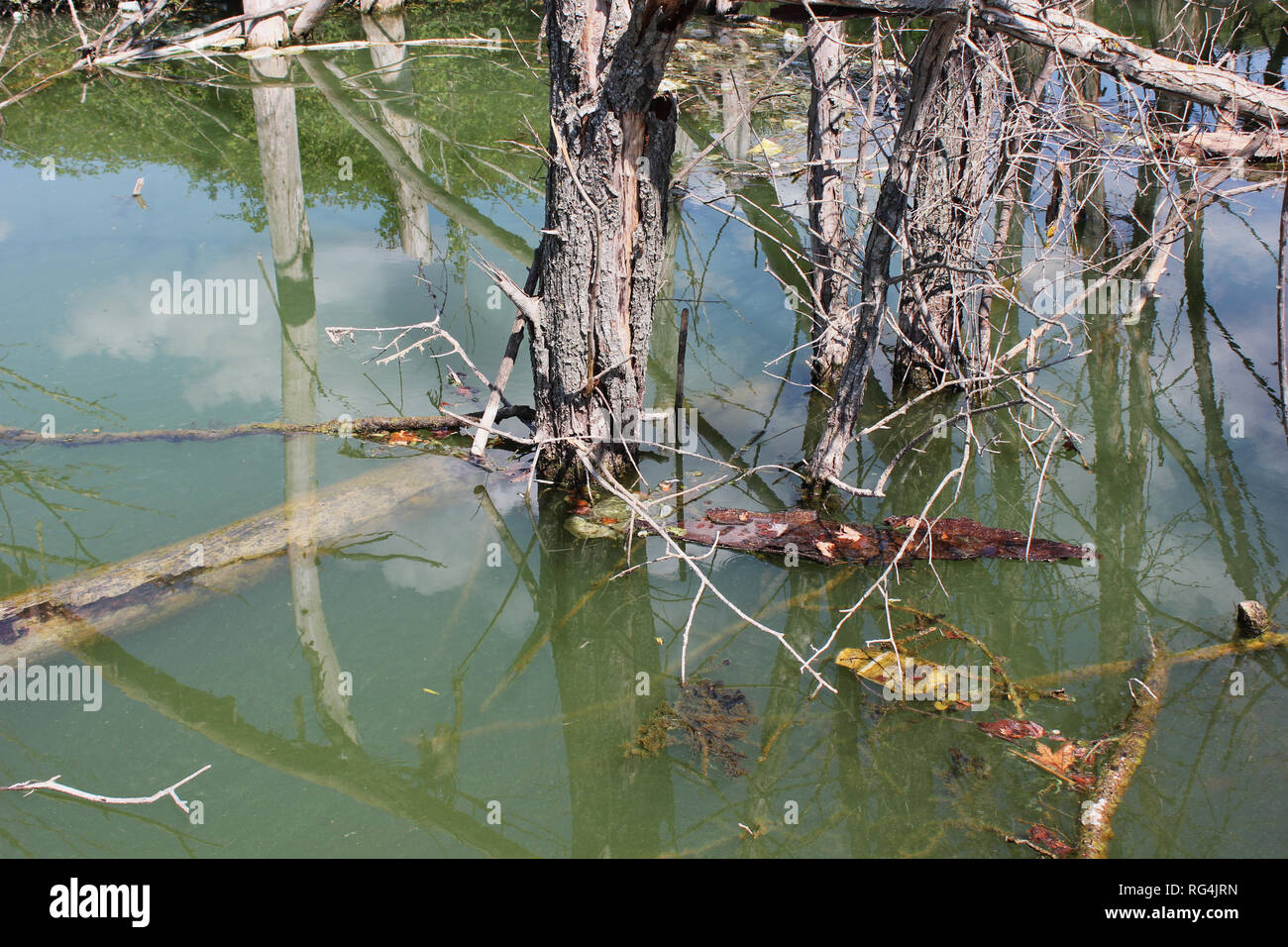 Abandoned trees on the Lake of Doirani Kilkis Greece Stock Photo - Alamy