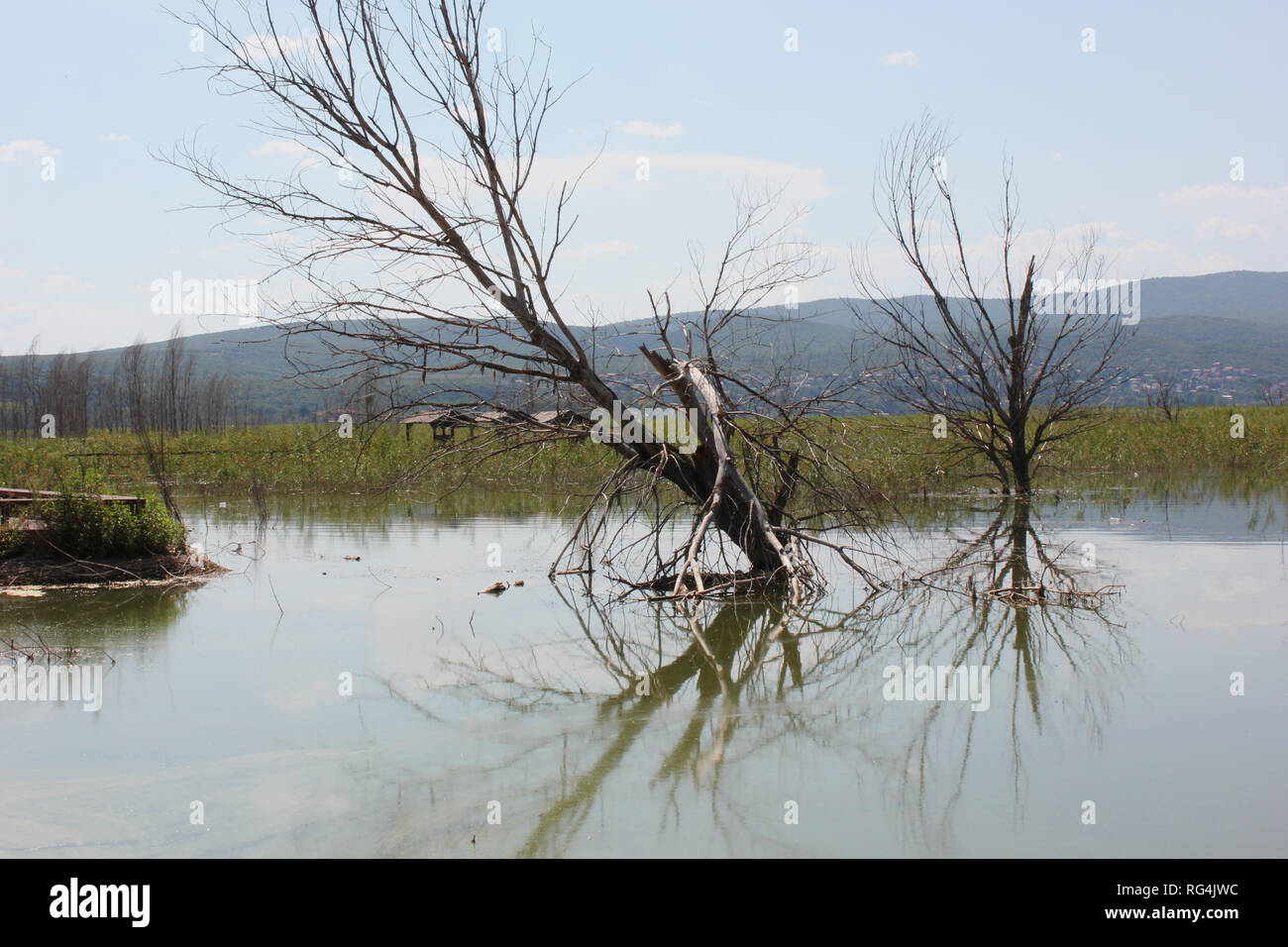 Abandoned trees on the Lake of Doirani Kilkis Greece Stock Photo - Alamy