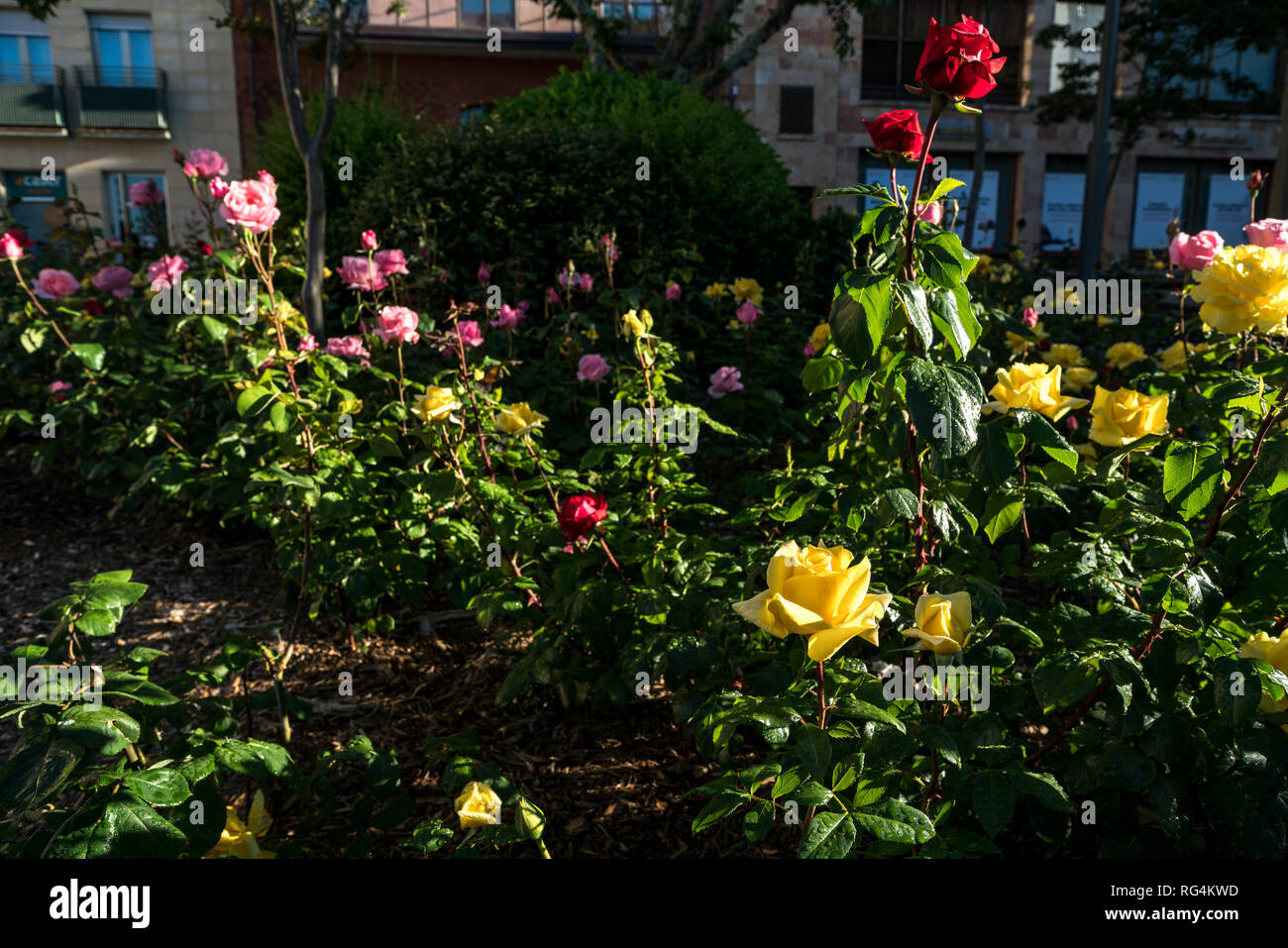 Rose Of Castile High Resolution Stock Photography and Images - Alamy