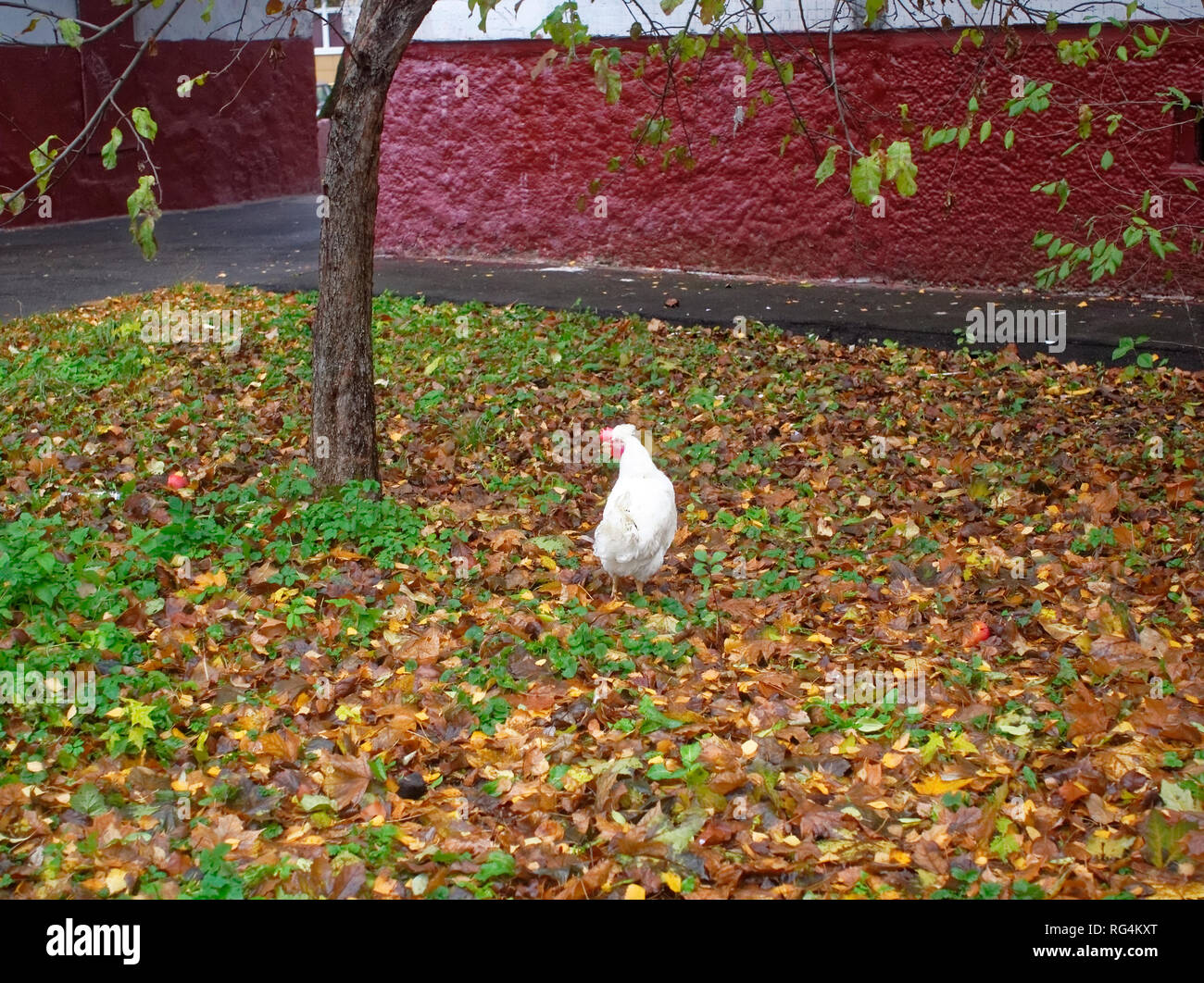 chicken walks in the yard in the fall, Moscow Stock Photo - Alamy