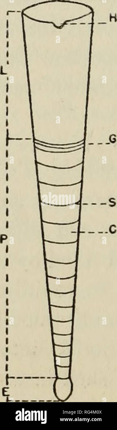 True conch hi-res stock photography and images - Alamy