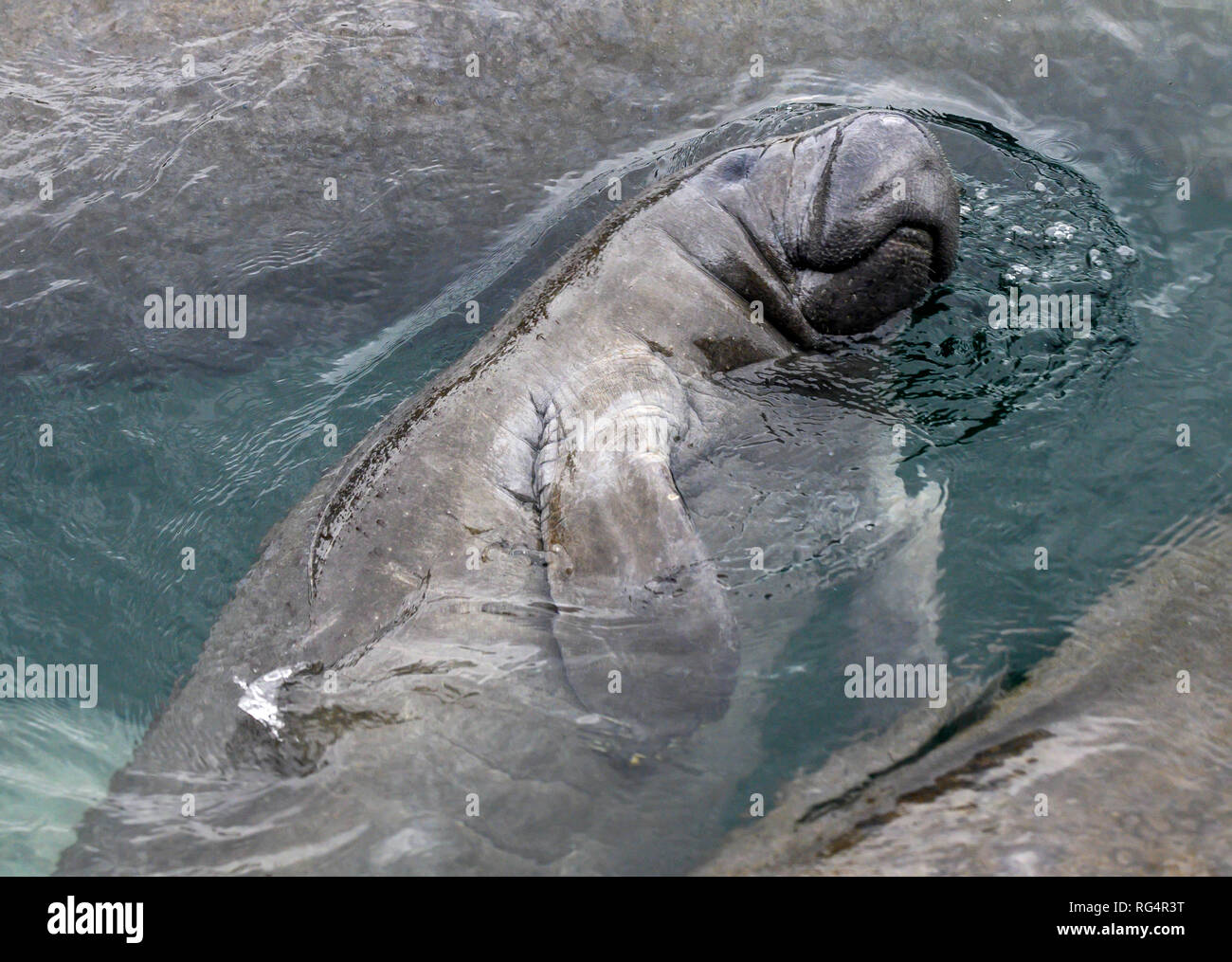 Warm water discharge hi-res stock photography and images - Alamy