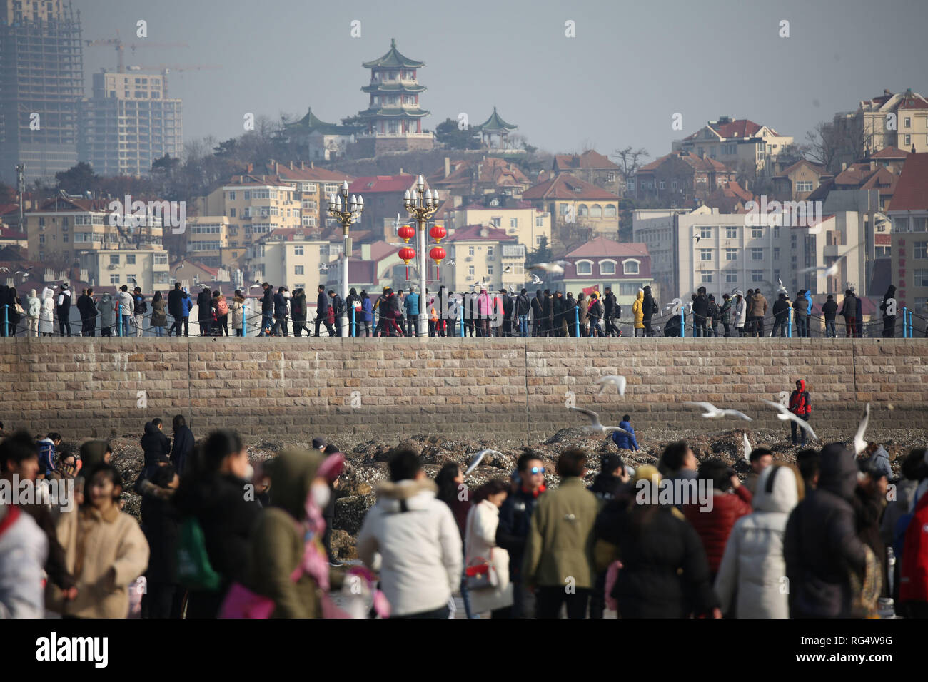 Qingdao, Qingdao, China. 28th Jan, 2019. Qingdao, CHINA-Many black ...
