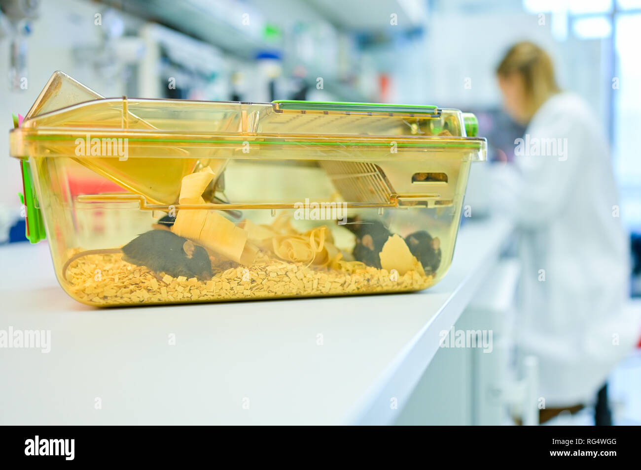Mice experiments hi-res stock photography and images - Alamy