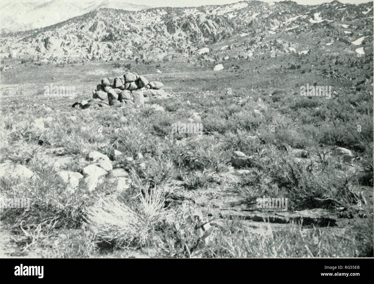 Pinon pine california hi-res stock photography and images - Alamy
