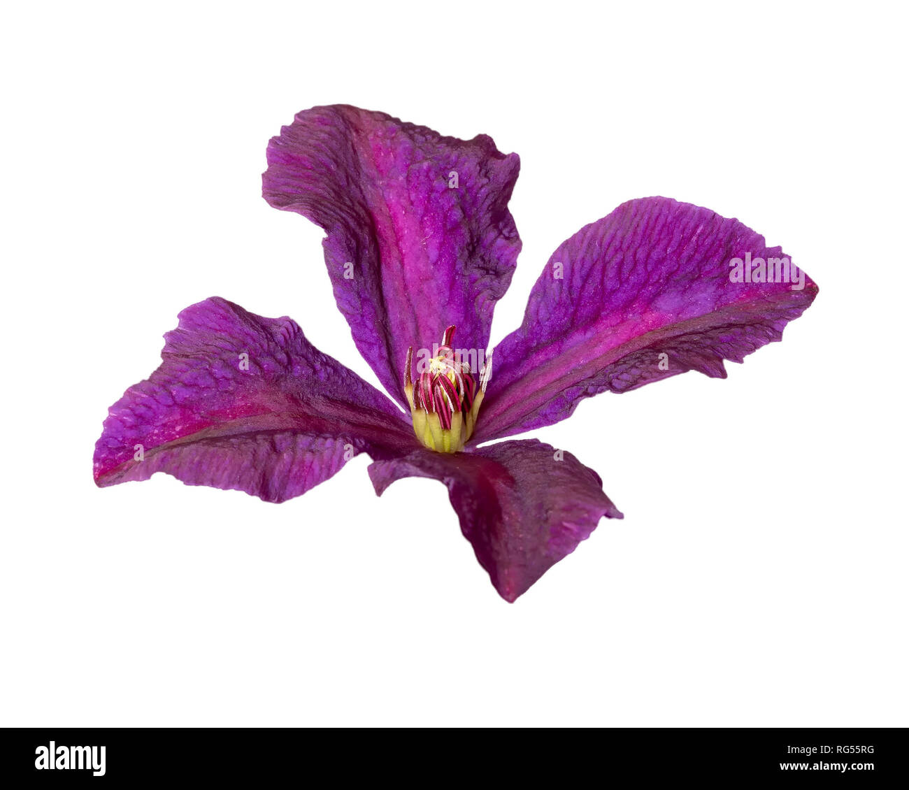 Fine detailed texture natural Cut Out Stock Images & Pictures - Alamy