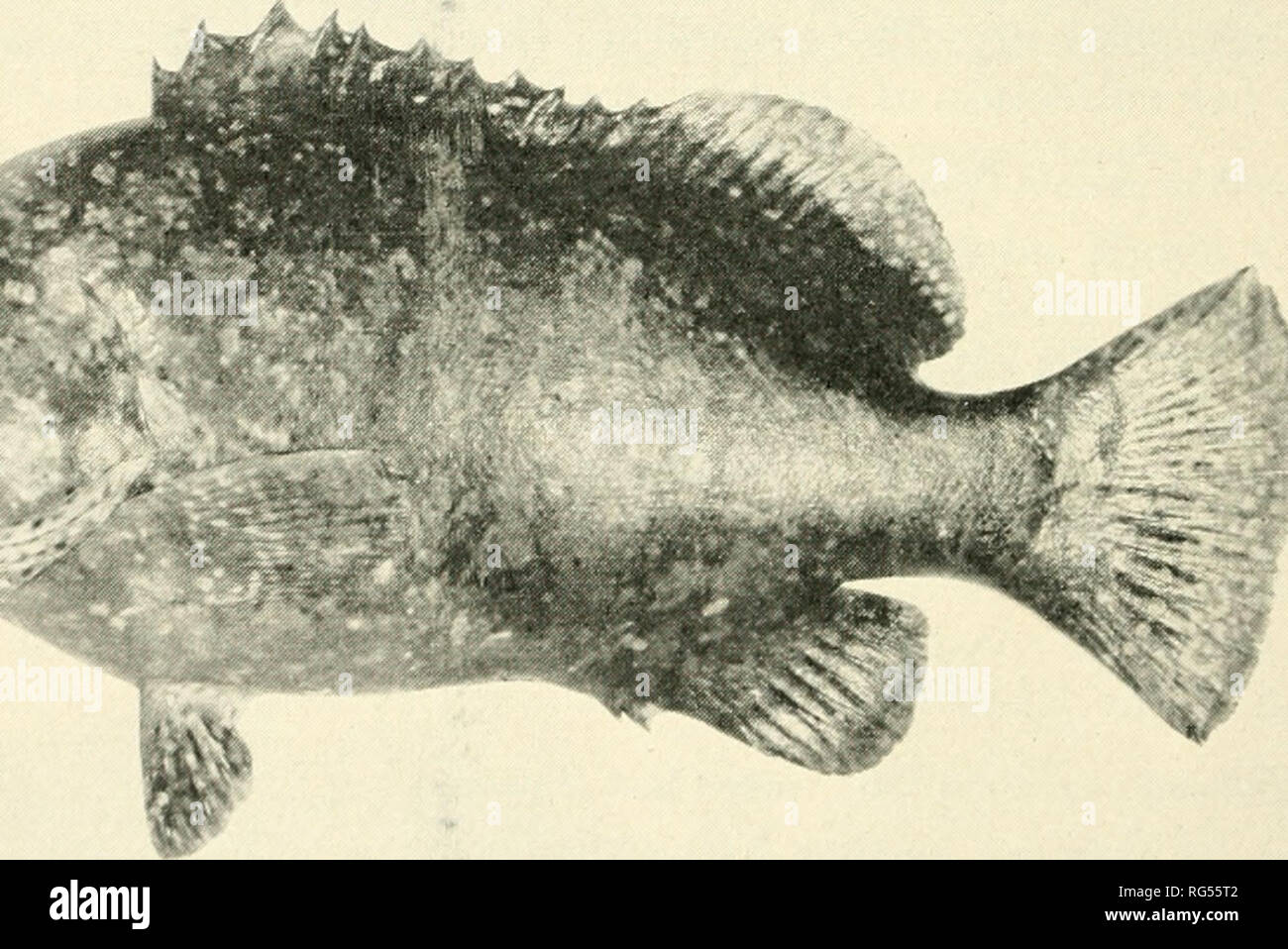 Diapterus hi-res stock photography and images - Alamy