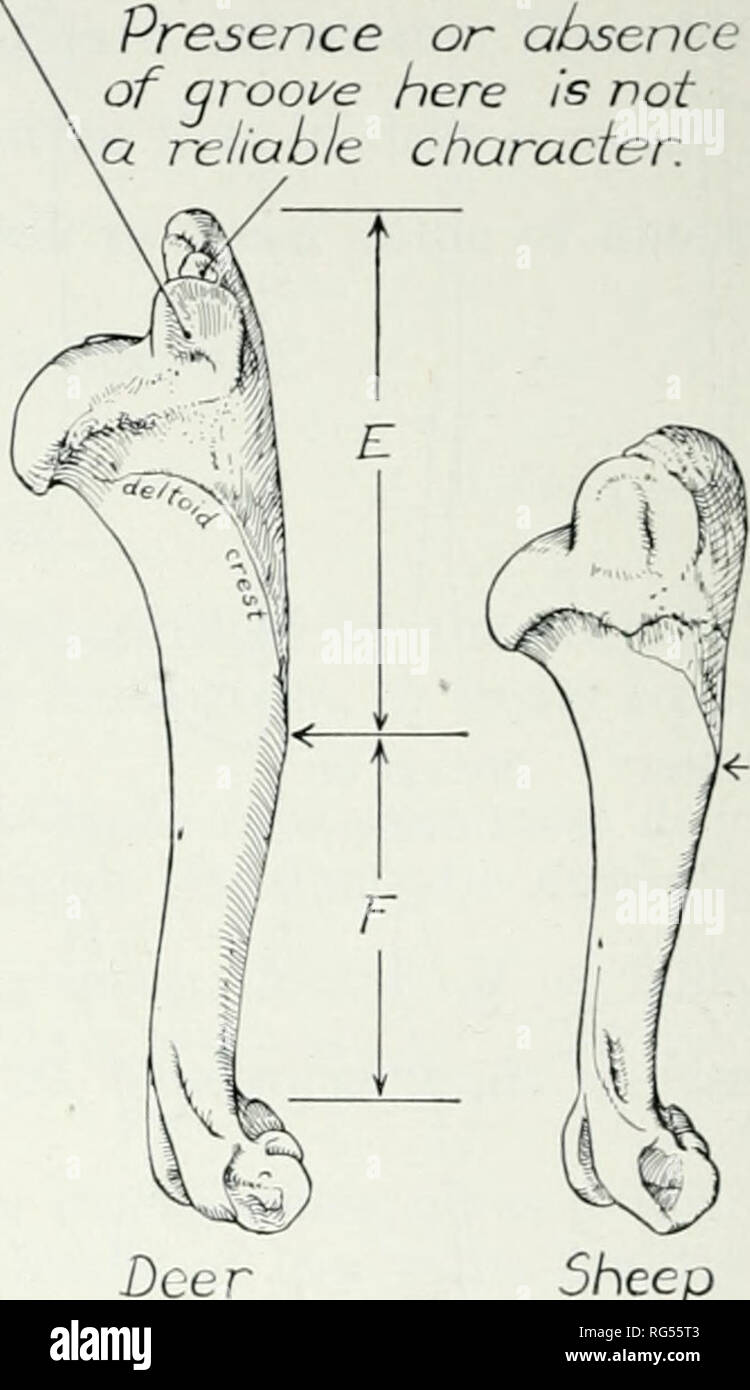 Sheep goat humerus hi-res stock photography and images - Alamy