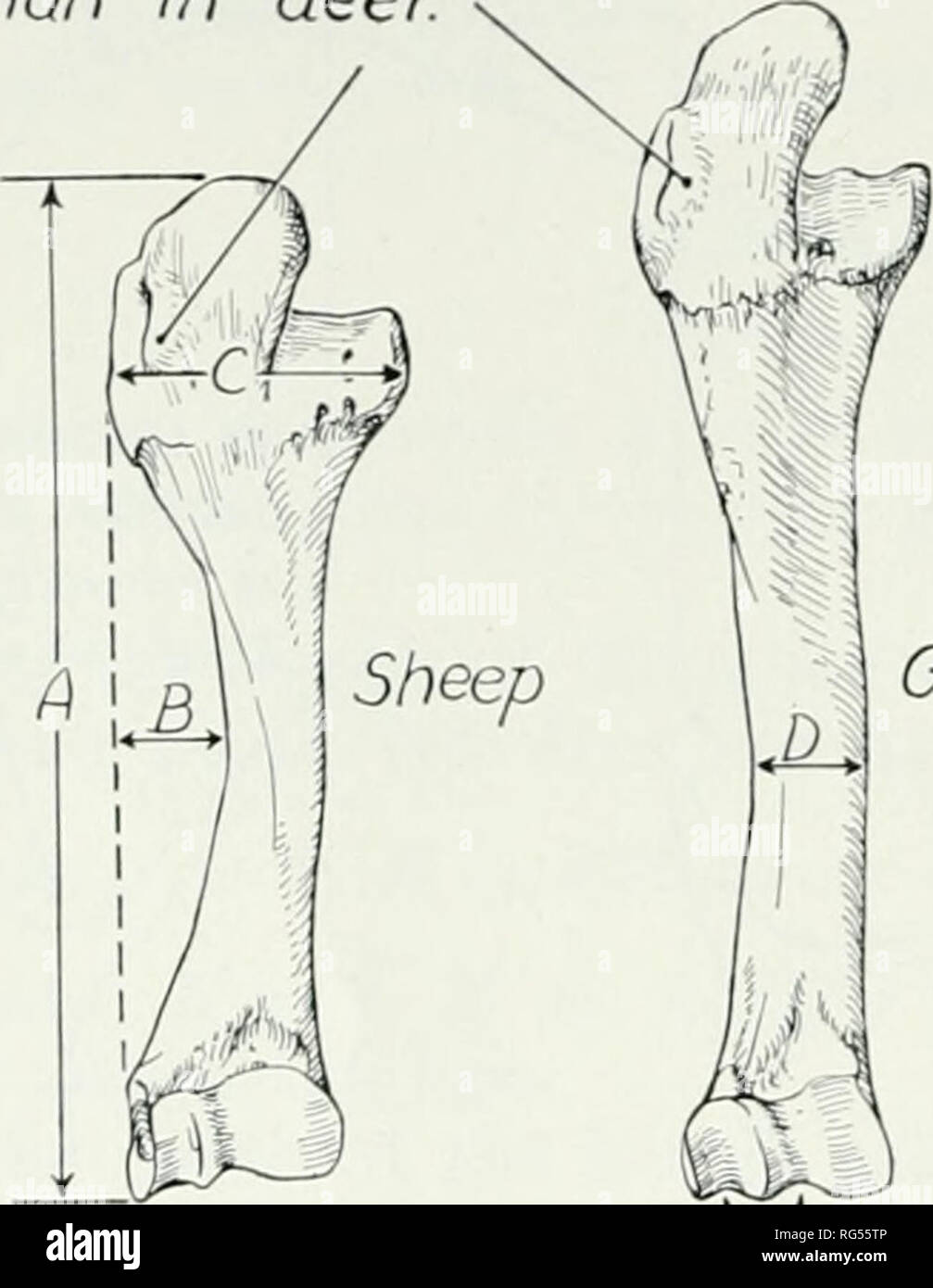 Sheep Humerus