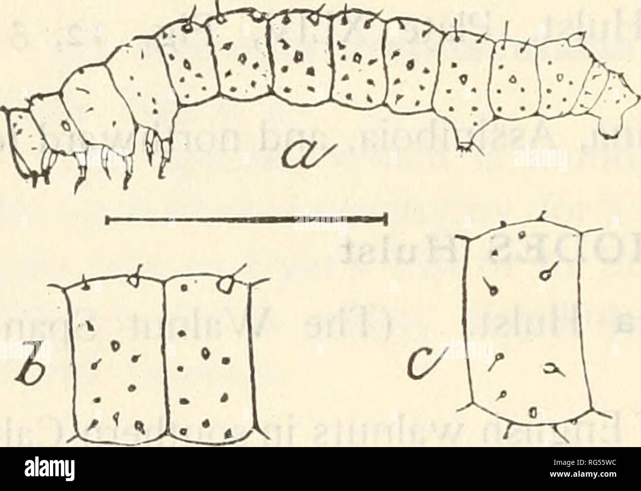 . The butterfly book; a popular guide to a knowledge of the butterflies ...