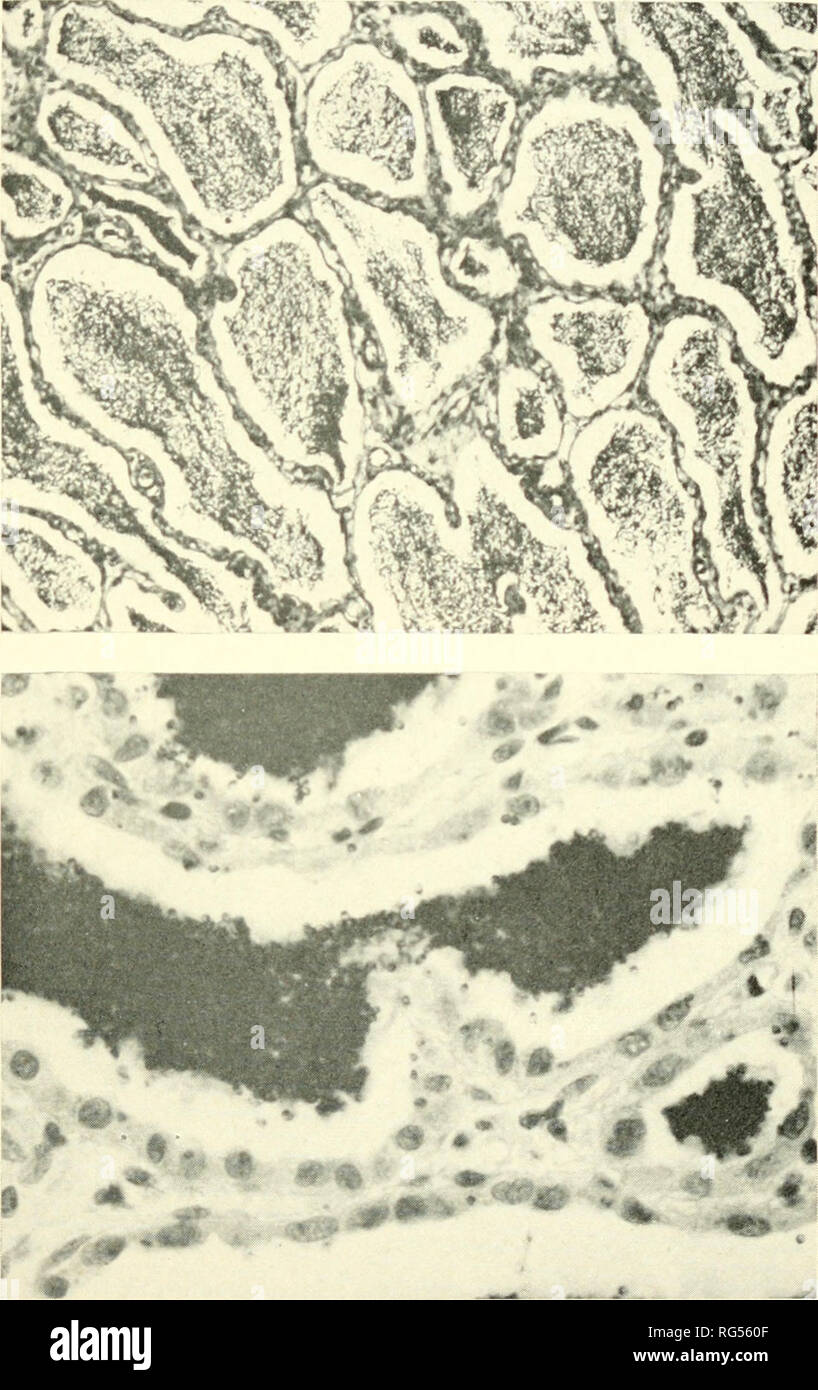 Salmon parr hi-res stock photography and images - Alamy