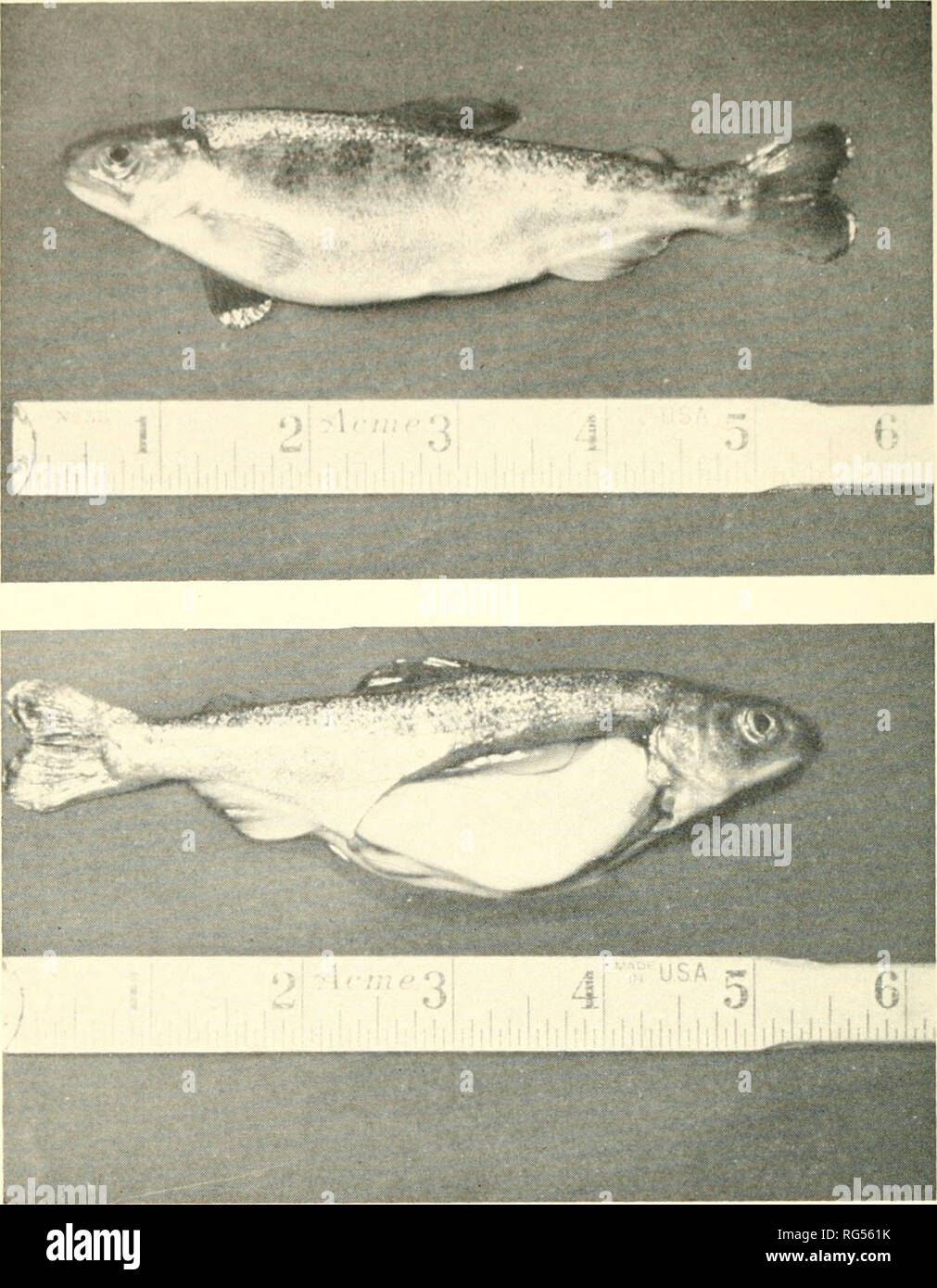 Salmon Parr High Resolution Stock Photography and Images - Alamy