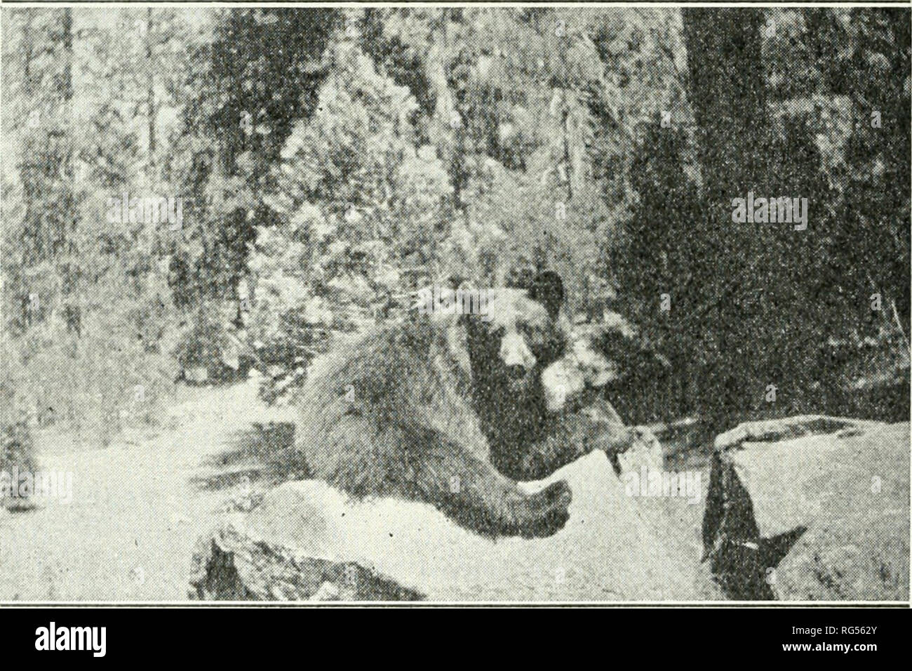 Sharp toothed animals hi-res stock photography and images - Alamy