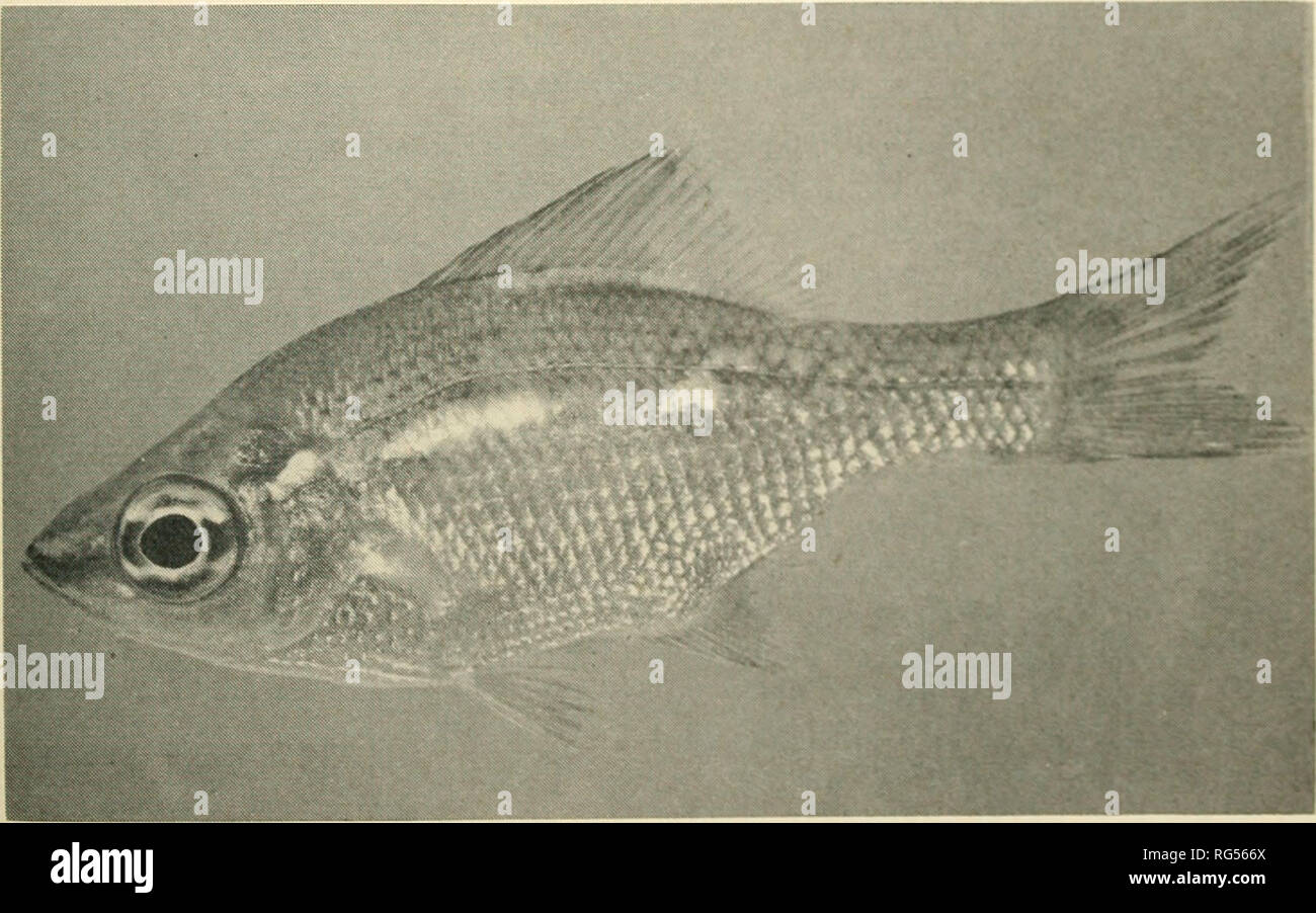 . California fish and game. Fisheries -- California; Game and game ...
