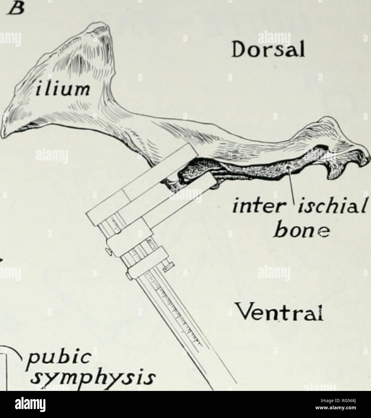 . California fish and game. Fisheries -- California; Game and game ...