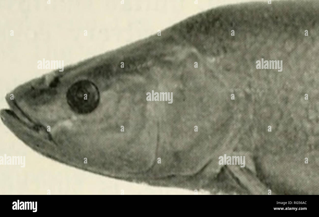 Tui birds two hi-res stock photography and images - Alamy