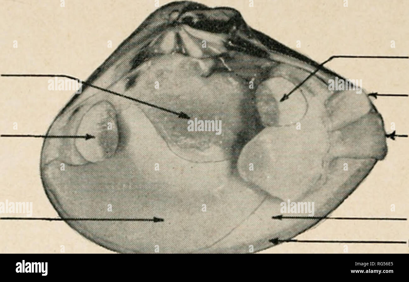 Clam Dissection Hinge Ligament