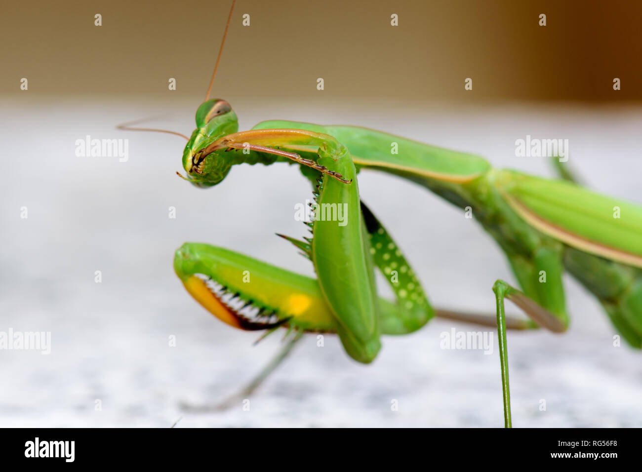 Color outdoor natural wildlife close up macro photography of a single ...