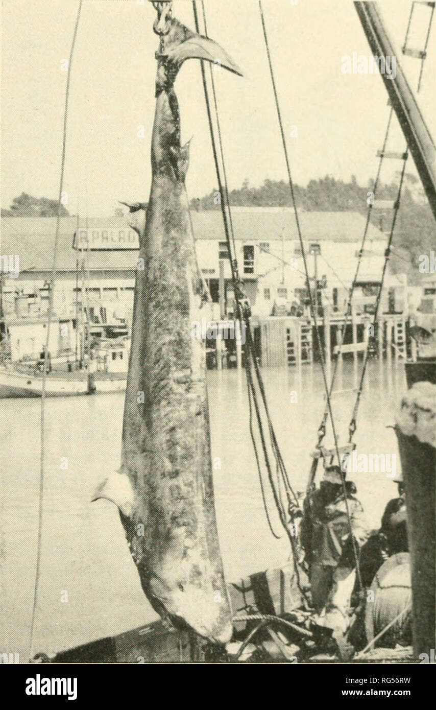 Boal fish hi-res stock photography and images - Alamy