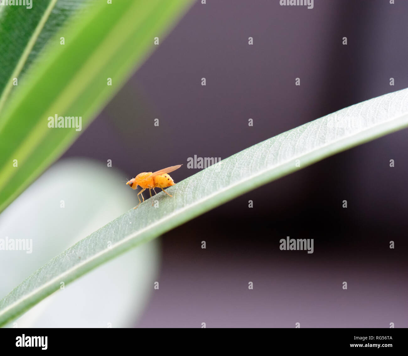 Color outdoor animal macro image of a single isolated small orange fly ...