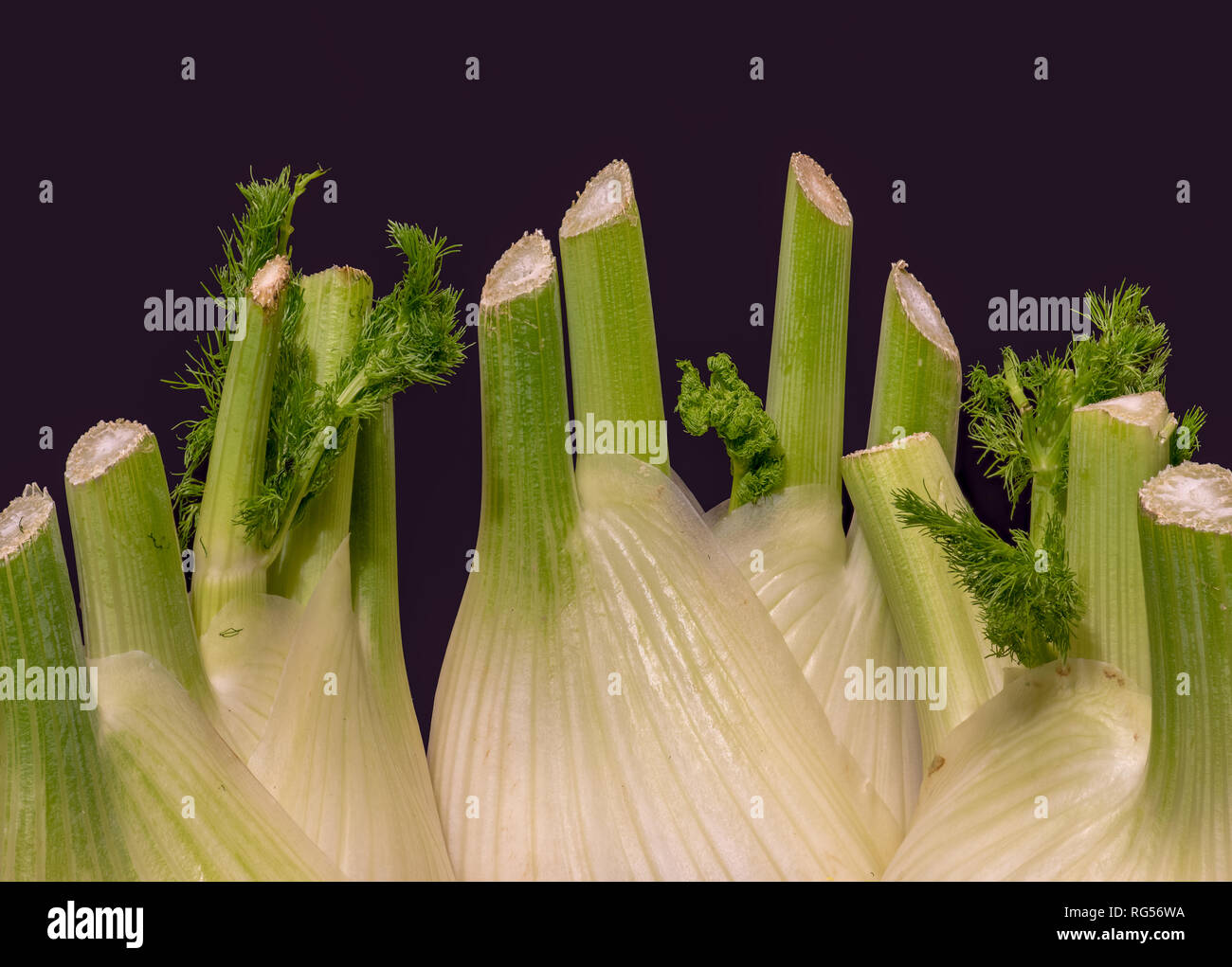 Fine art still life color macro of an isolated bunch of three fennel ...