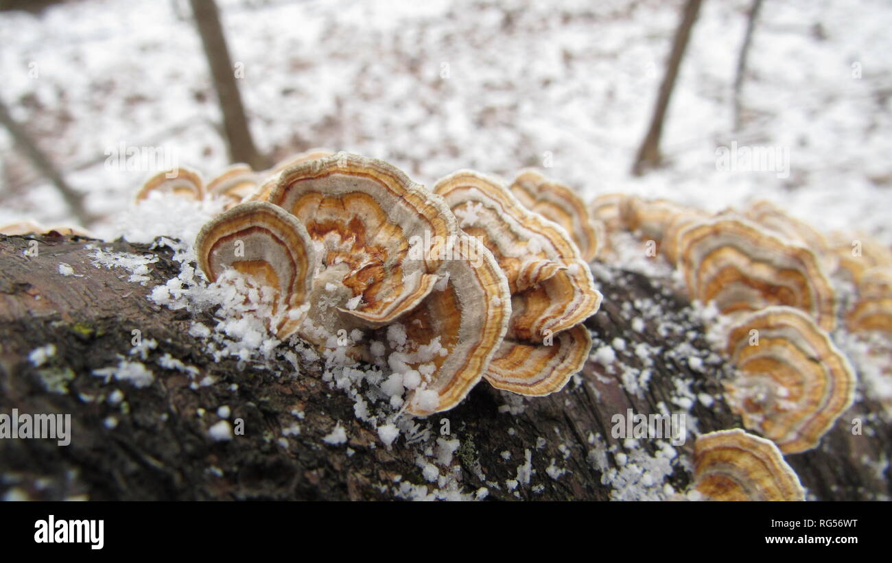 Fungi On Tree Stock Photo - Alamy