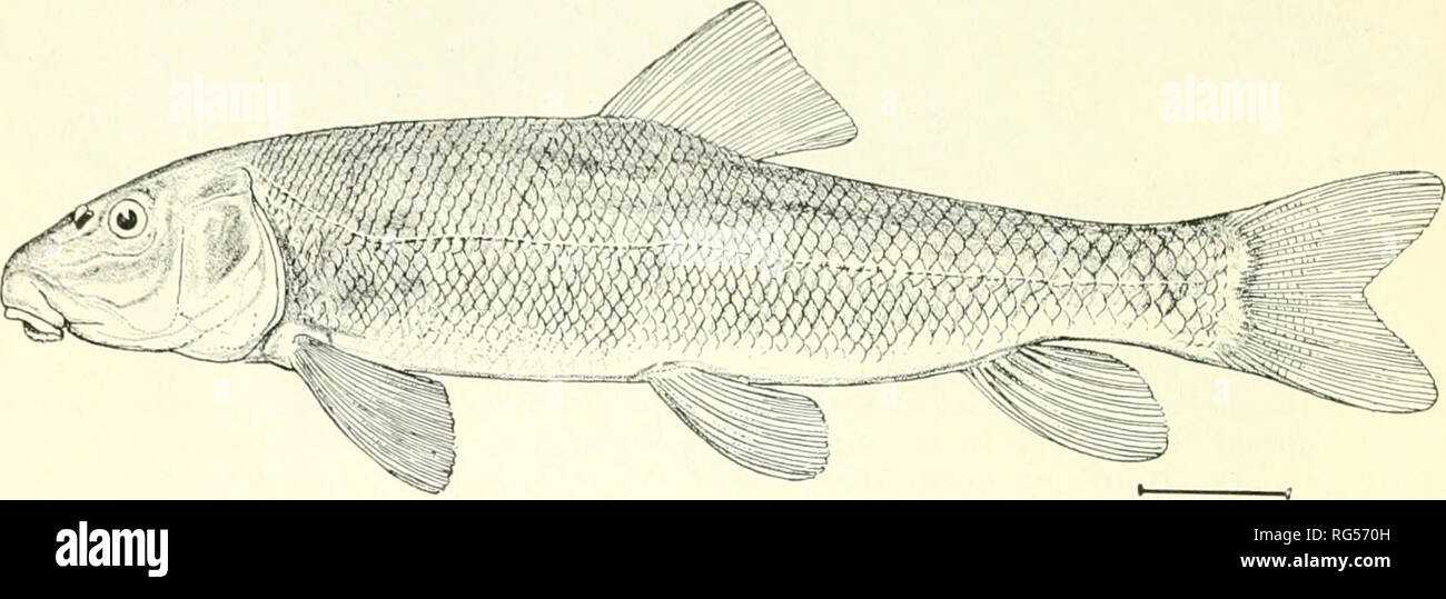 Oni Figure High Resolution Stock Photography and Images - Alamy