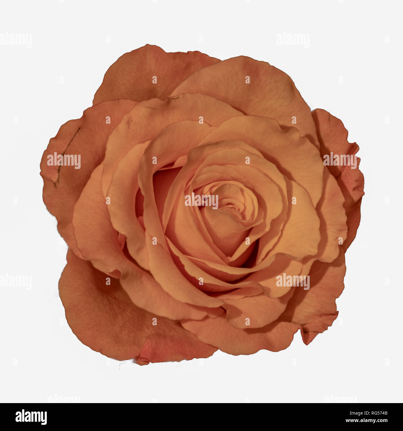 Colorful fine art still life bright macro of a single isolated orange ...