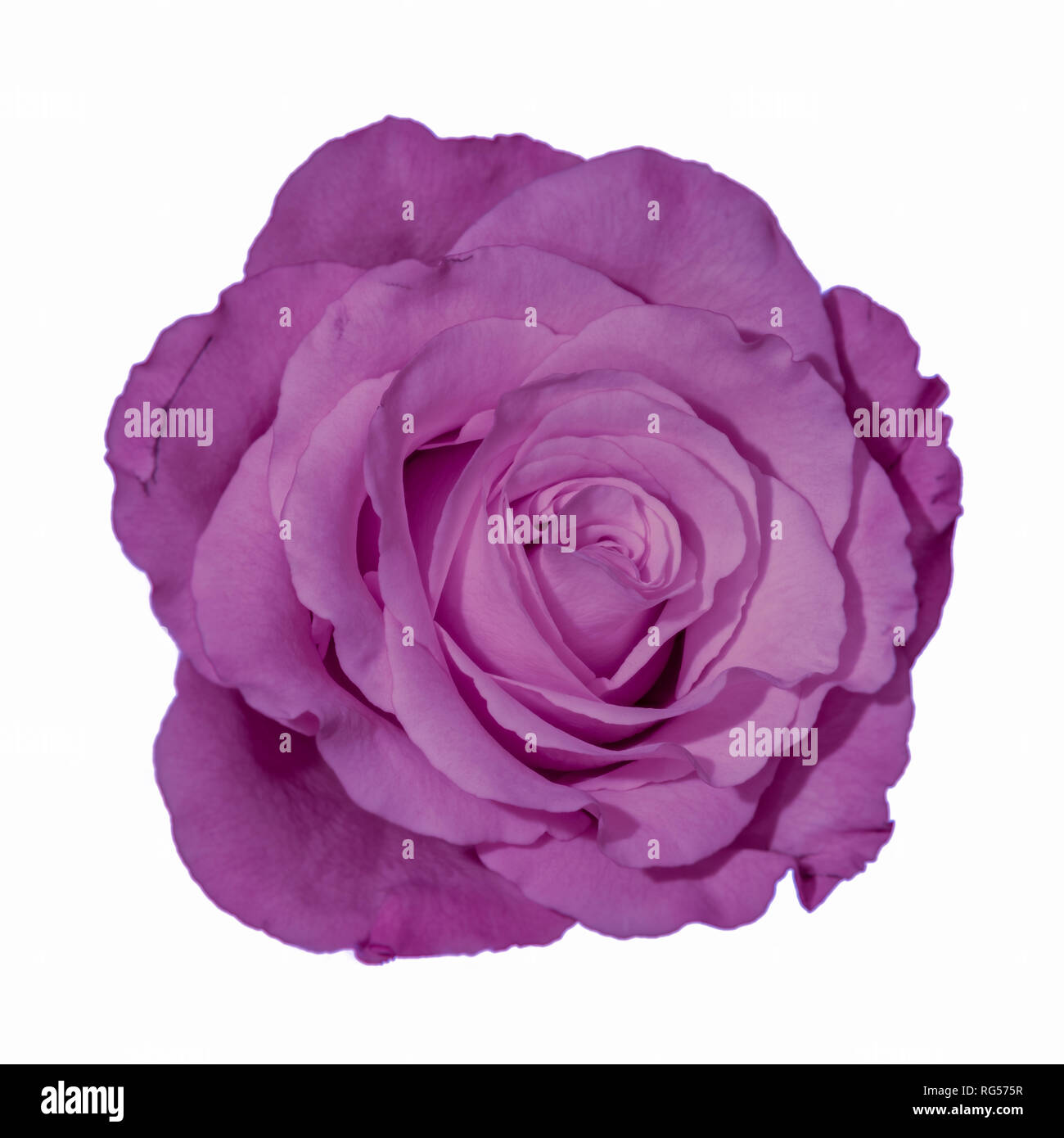 Colorful fine art still life bright macro of a single isolated violet ...