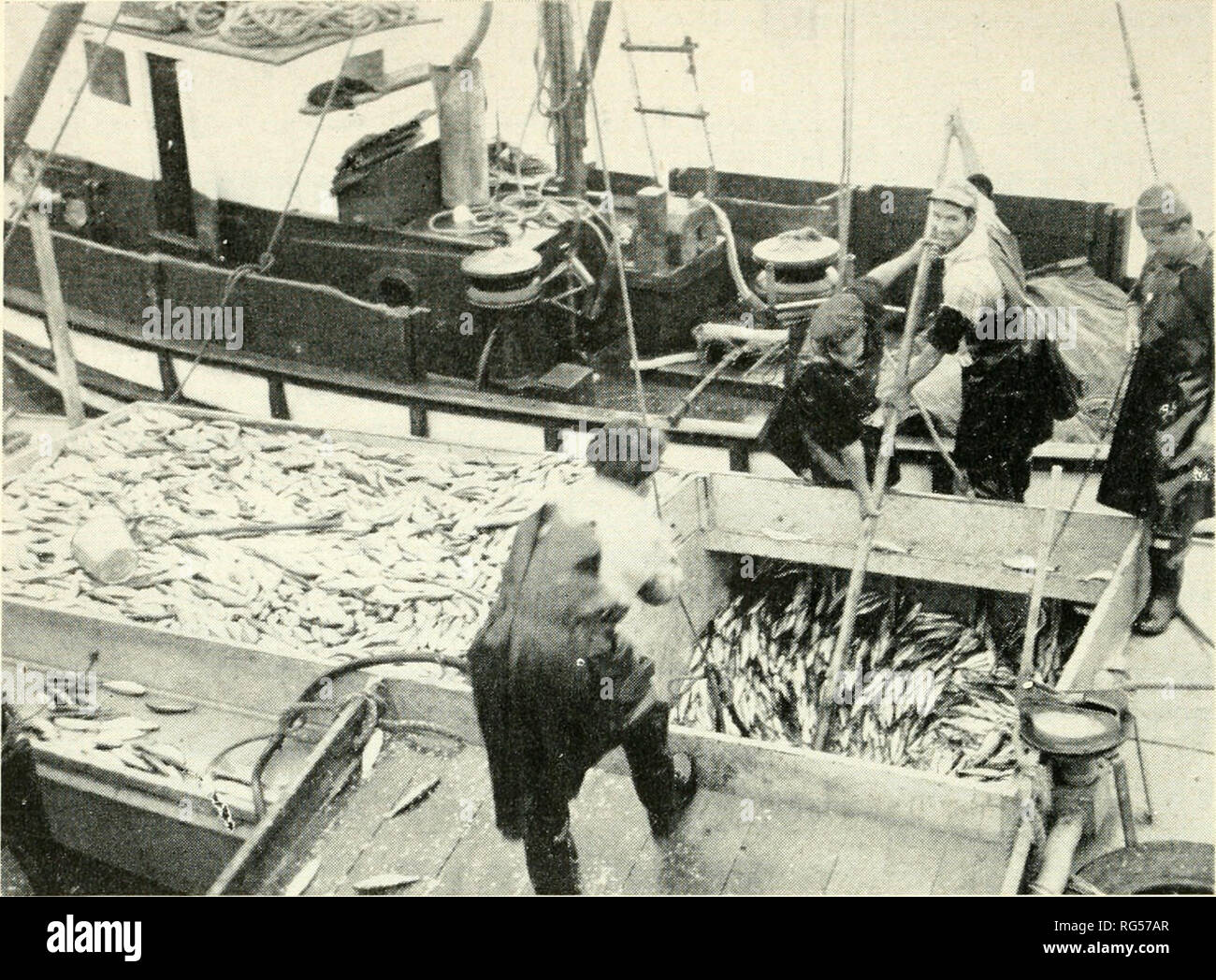 Landing sardines hi-res stock photography and images - Alamy