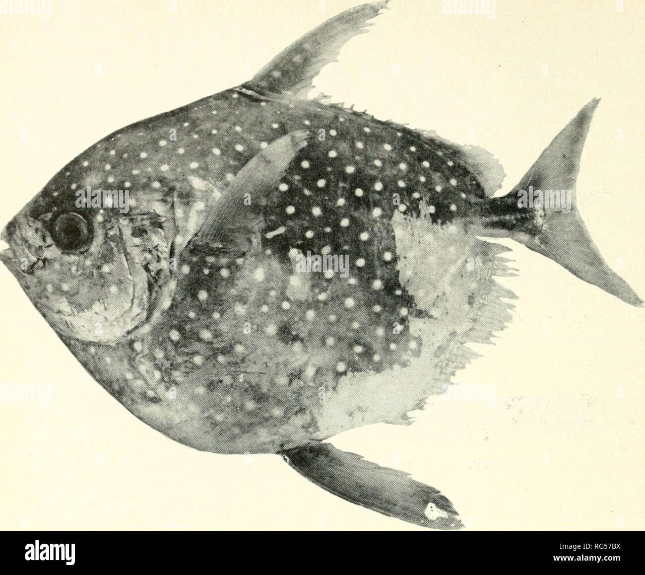 Lampris regius hi-res stock photography and images - Alamy