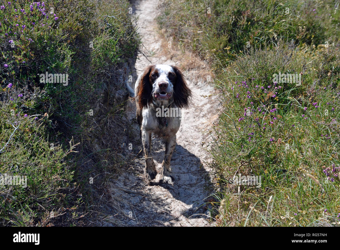 Cocker shell hi-res stock photography and images - Alamy