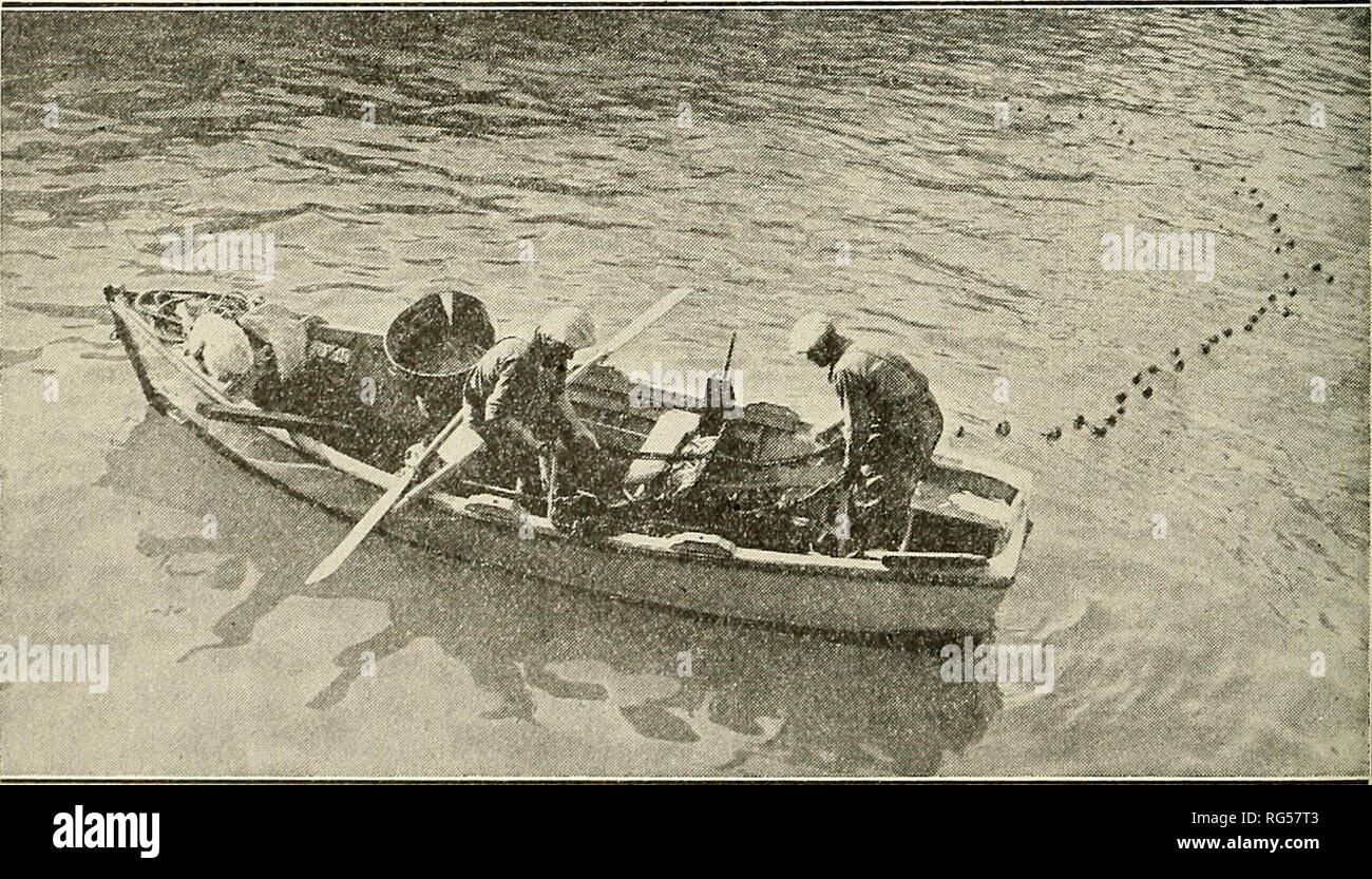 Scaring net for birds hi-res stock photography and images - Alamy